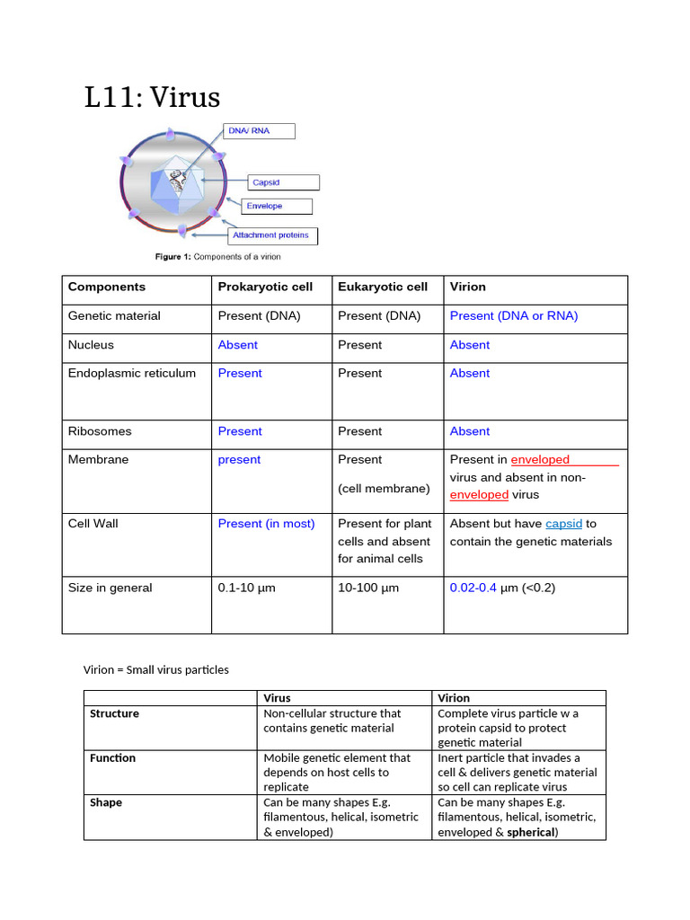 L11 Virus & Virion | PDF | Cell (Biology) | Virus
