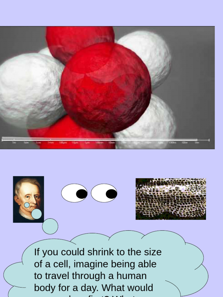 Intro To Microscopes | PDF