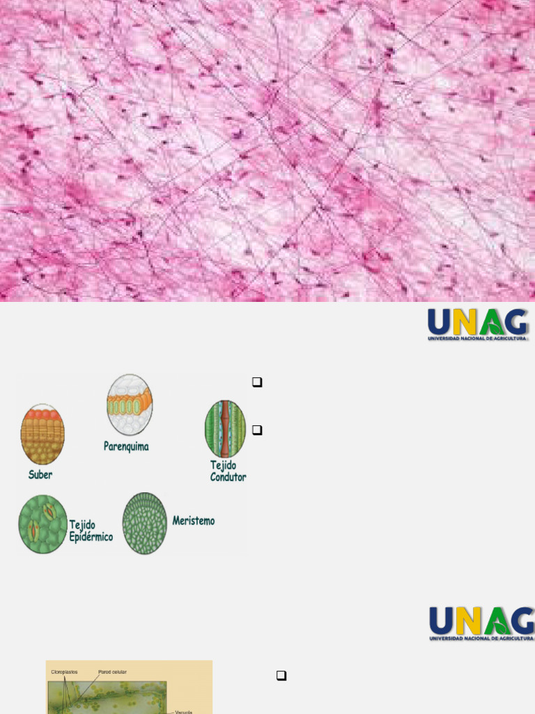 HISTOLOGIA | PDF | Tejido conectivo | Epitelio