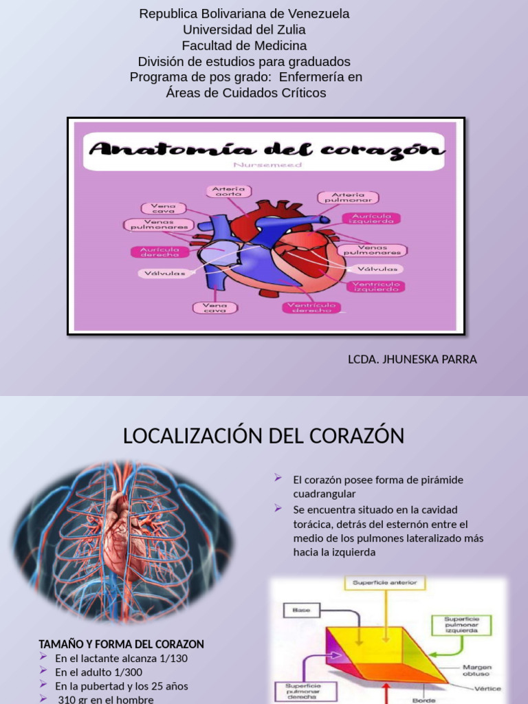 Anatomia Del Corazón | PDF | Corazón | Ventrículo (corazón)