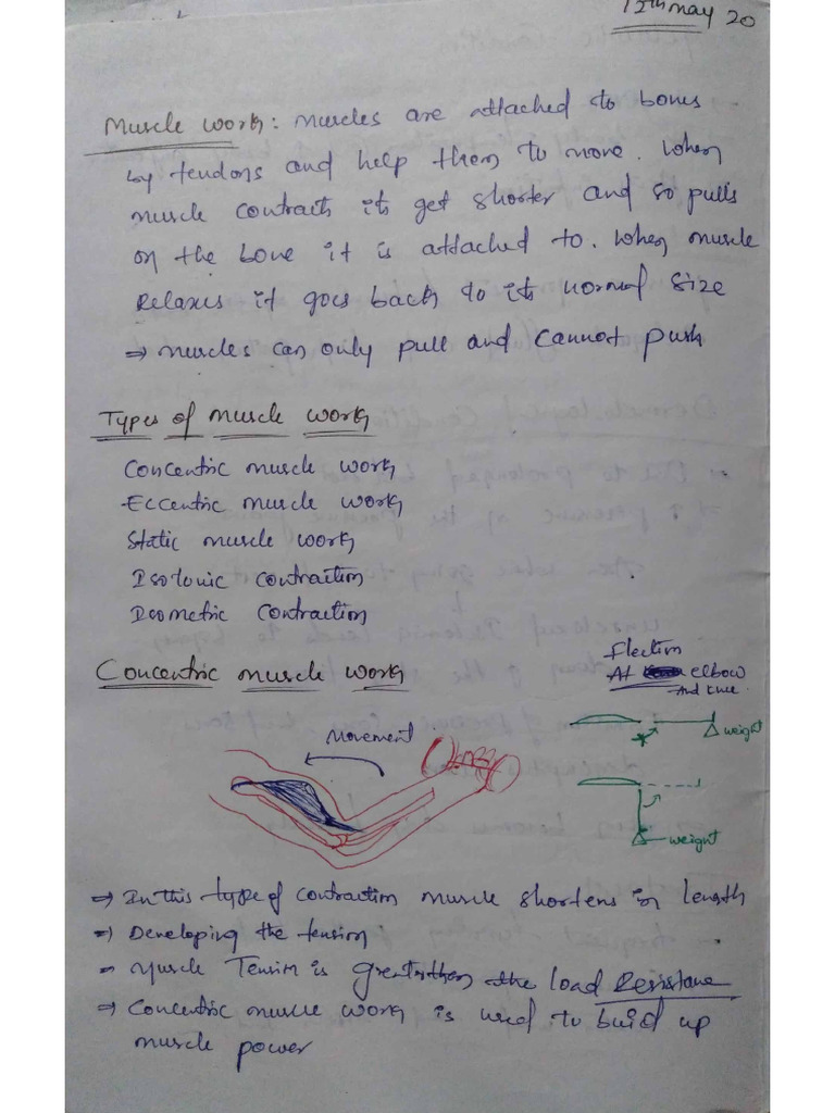 Muscle Work | PDF