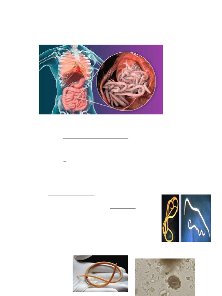 Lecture No 2 Ascaris Lumbercoides 2026 | PDF | Diseases And Disorders | Medical Specialties