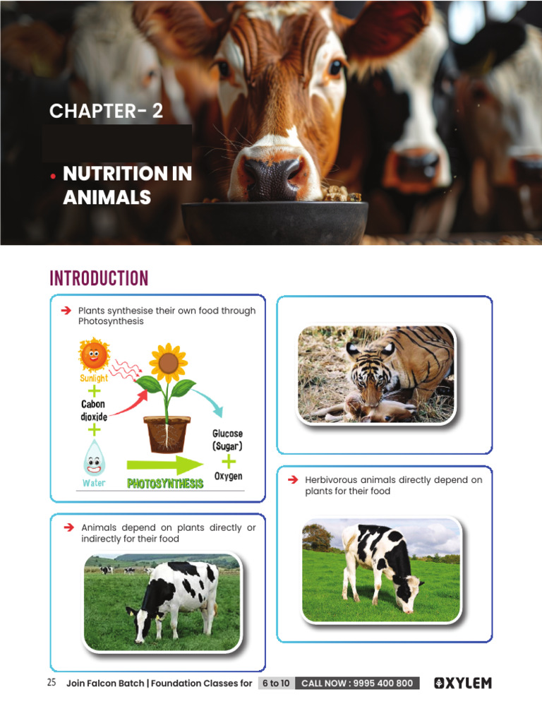 Animal Nutrition and Digestion Overview | PDF | Pancreas | Stomach