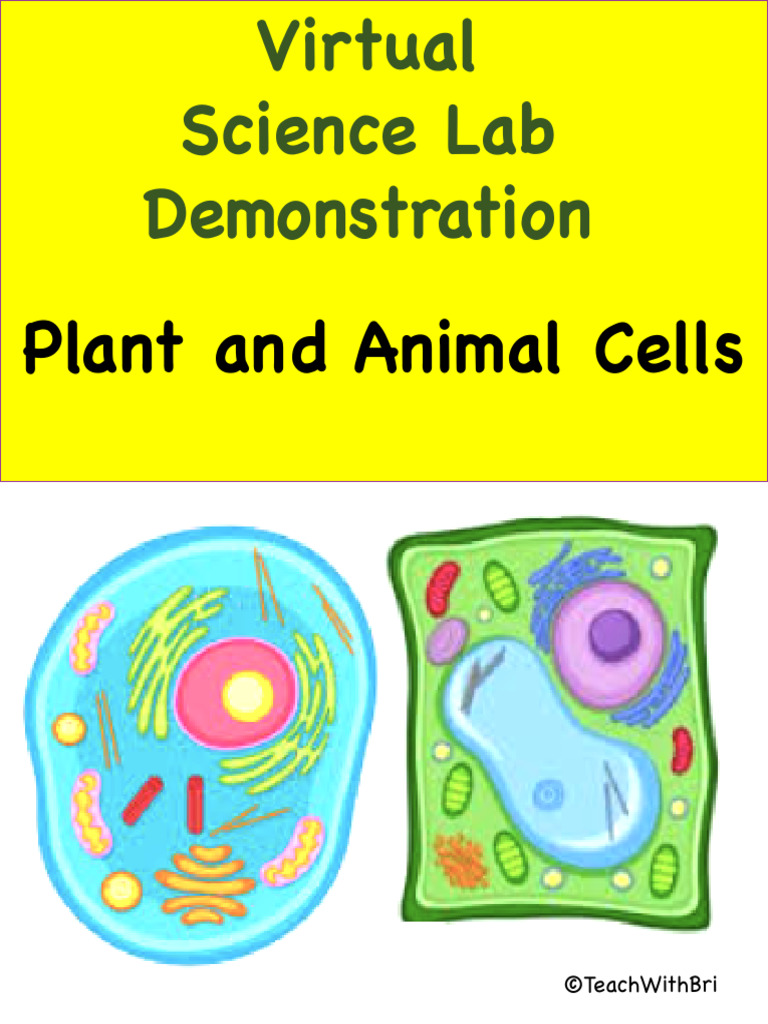 Plant and Animal Cells: ©teachwithbri | PDF | Endoplasmic Reticulum ...