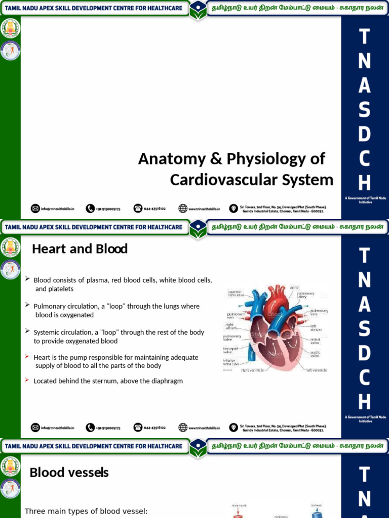Anatomy Cardiovascular System | PDF | Circulatory System | Heart