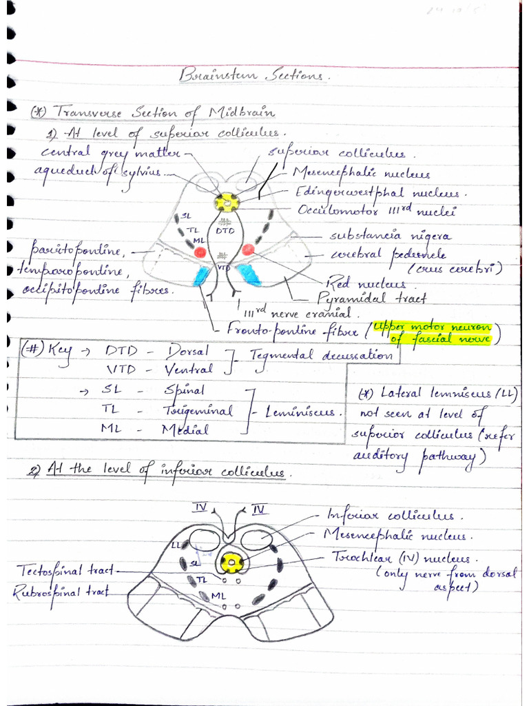 Transverse Sections | PDF