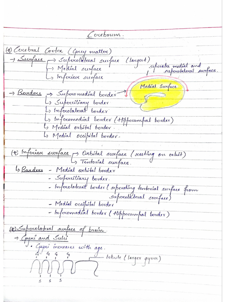 Cerebrum and Broadman Area - S | PDF