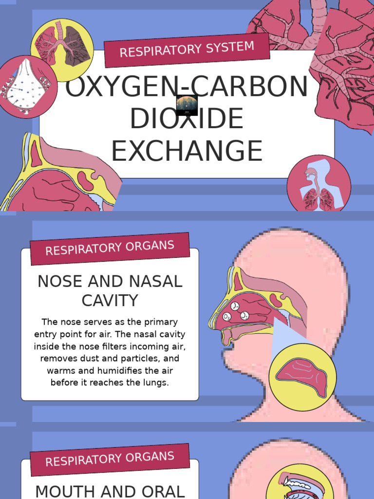 The Respiratory System Gas Exchange | PDF