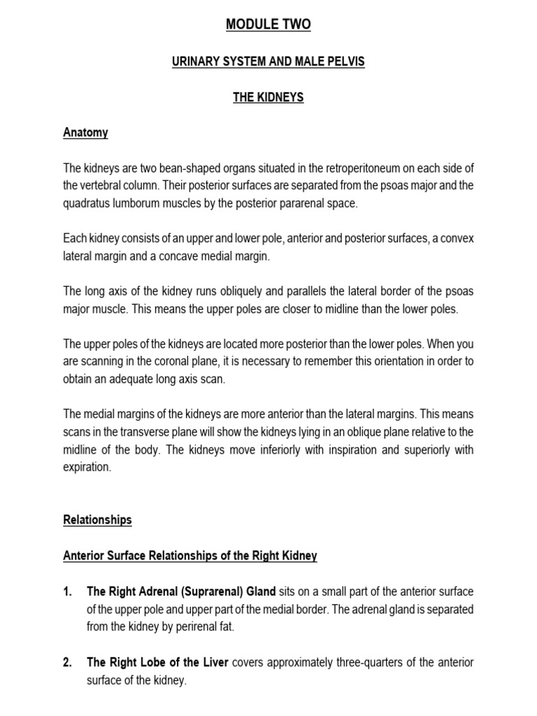 Abdomen 2 Module2 | PDF | Kidney | Creatinine