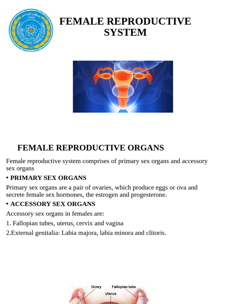 FEMALE REPRODUCTIVE SYSTEM PART 1 | PDF | Ovary | Menstrual Cycle