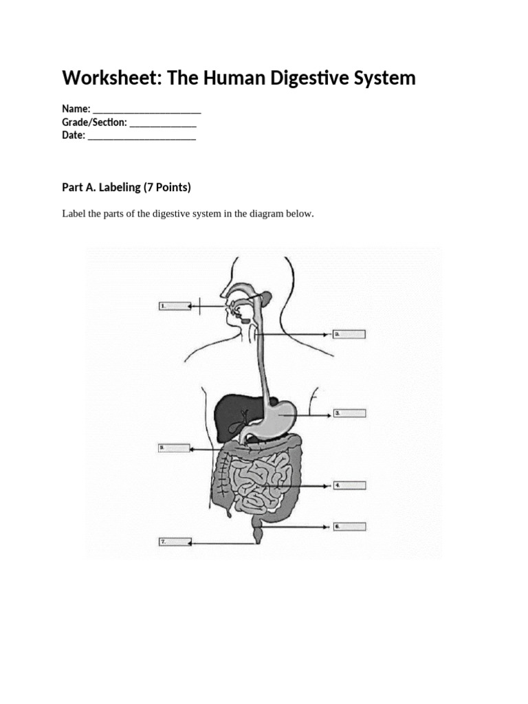 Grade 5 Digestive System Worksheet | PDF