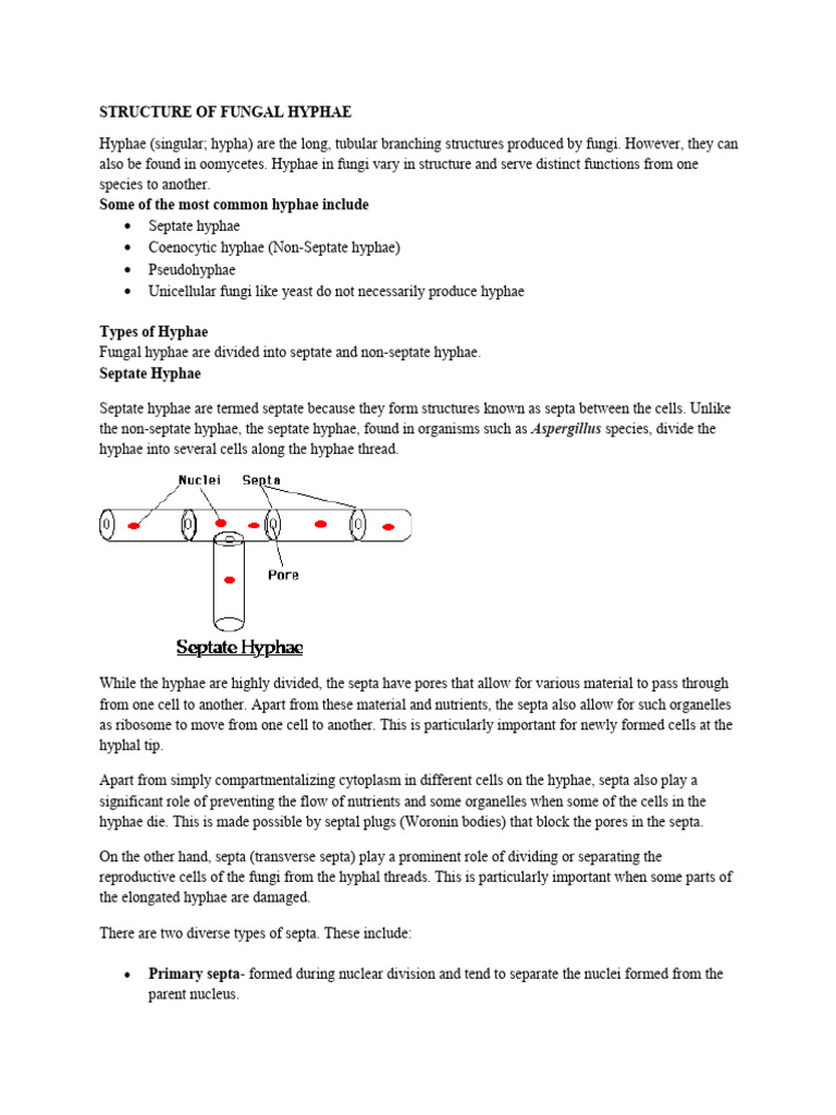 Structure and Types of Fungal Hyphae | PDF | Fungus | Biology