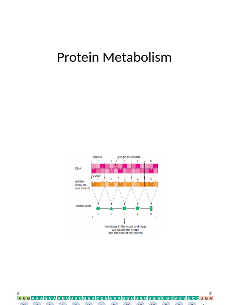 Understanding Protein Synthesis Mechanisms | PDF