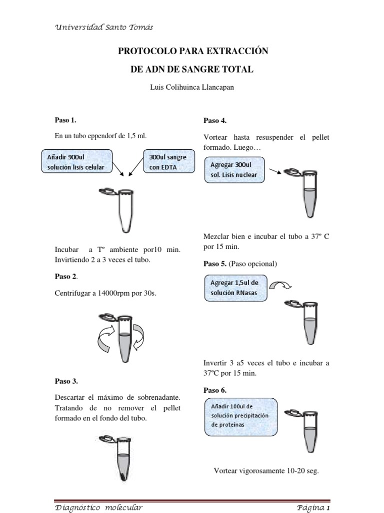 PROTOCOLO PARA EXTRACCIÓN de ADN | PDF | Biotecnología | Biología Molecular