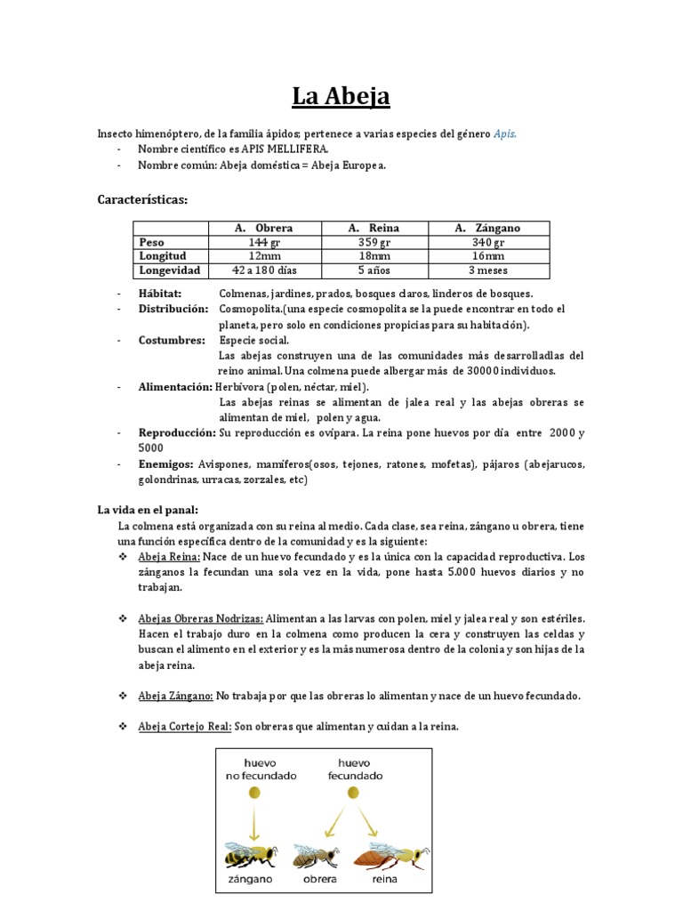 La Abeja Pdf Western Honey Bee Abejas