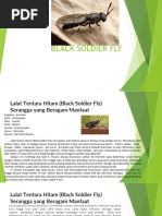 Classification Lalat BSF | PDF