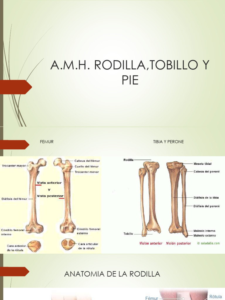 Anatomía y Biomecánica de la Rodilla | PDF | Rodilla | Tobillo