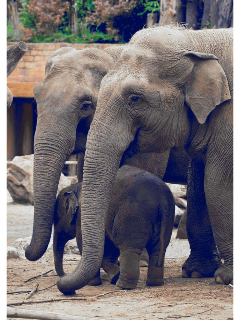 Elephants Sketch Pdf