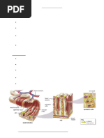 Adaptations of the Small Intestine for Absorption | PDF