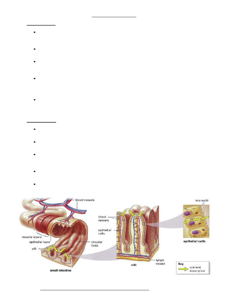 Nutrient Absorption in the Intestines | PDF