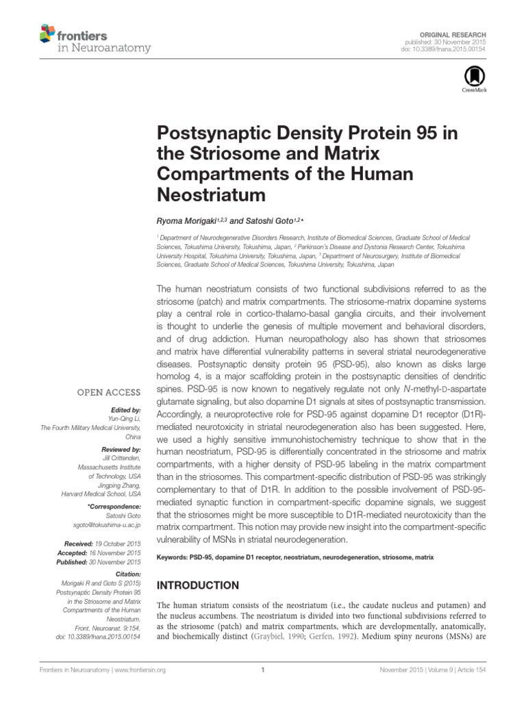 Morigaki, 2015 PSD95 Striatum If | PDF | Striatum | Immunohistochemistry