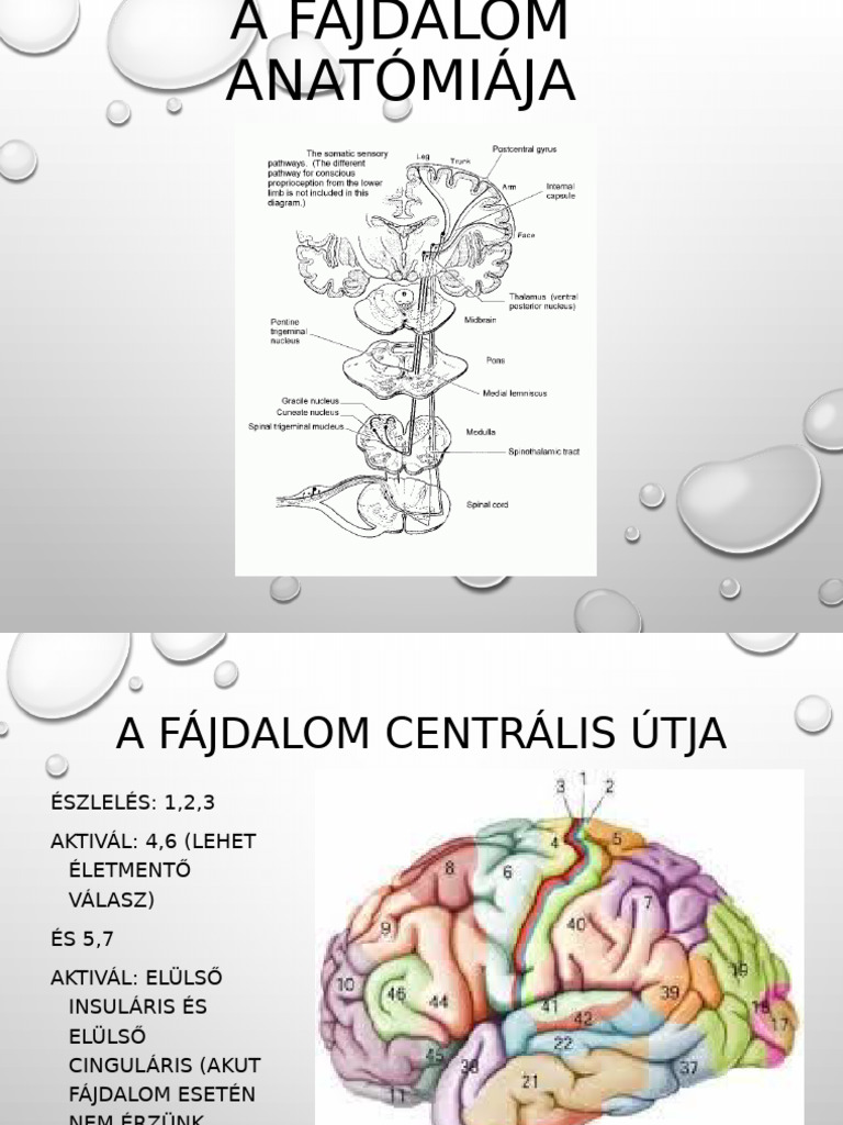 A Fájdalom Anatómiája | PDF