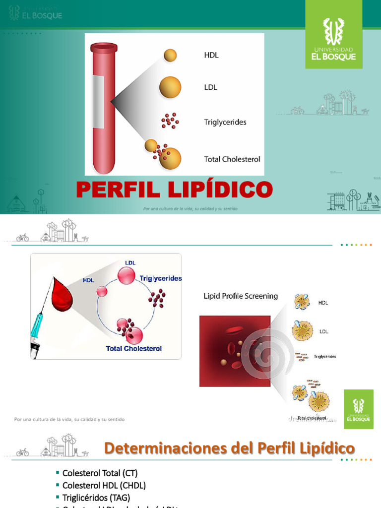 Estudio del Perfil Lipídico y Riesgo Cardiovascular | PDF | Colesterol ...