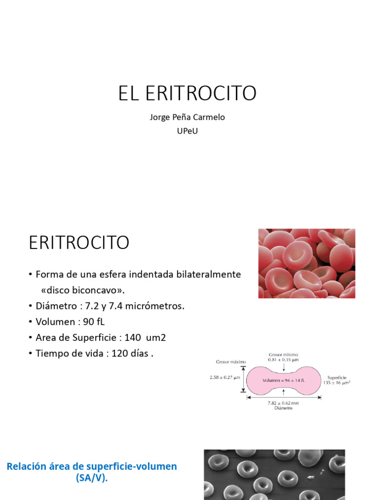 Estructura y Función del Eritrocito | PDF | Glóbulo rojo | Membrana celular