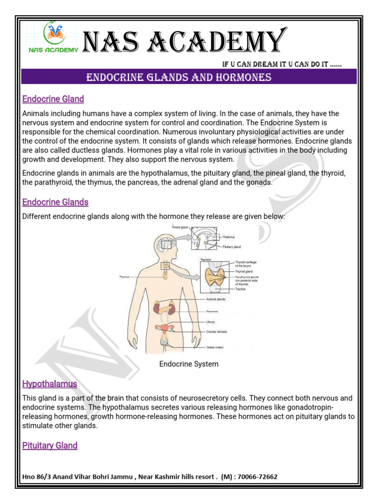 Endocrine Glands and Hormones - Copy | PDF | Endocrine System | Adrenal ...