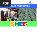 Cabbage Production JICA | PDF | Plant Nursery | Cabbage