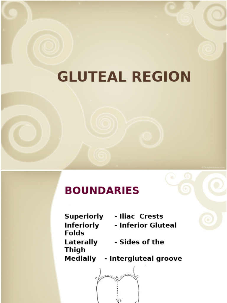 Gluteal Region | PDF | Pelvis | Limbs (Anatomy)