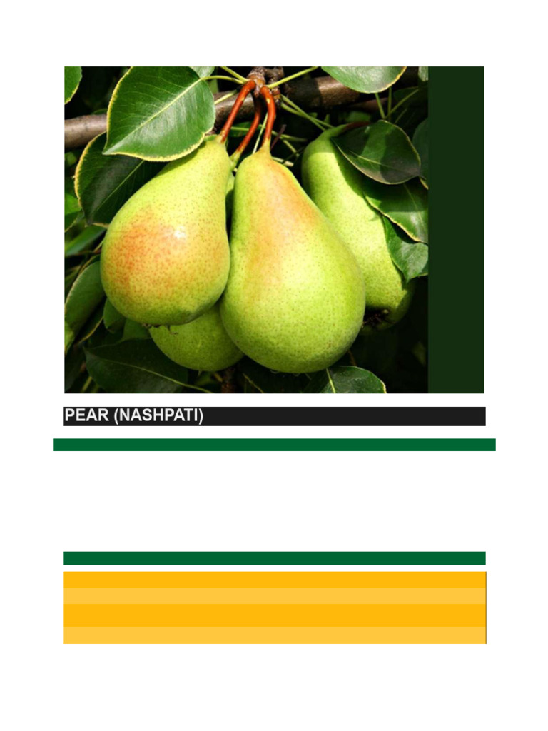 Pear Cultivation and Varieties Guide | PDF | Pear | Grafting