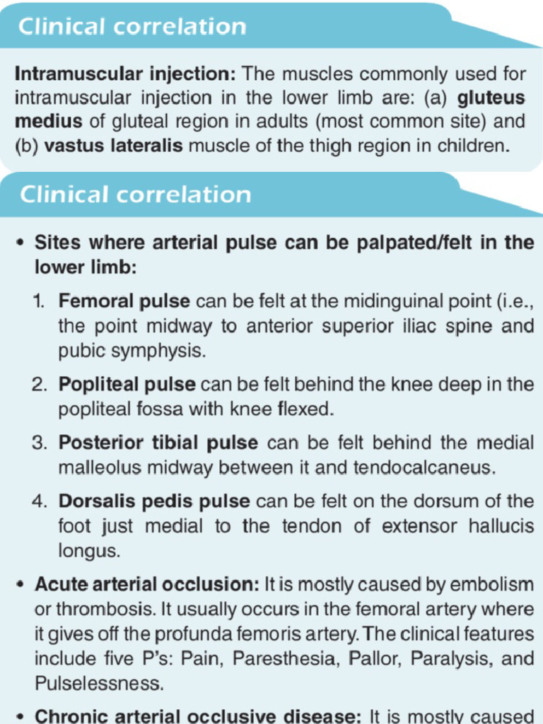 Lower Limb Clinical Correlations | PDF