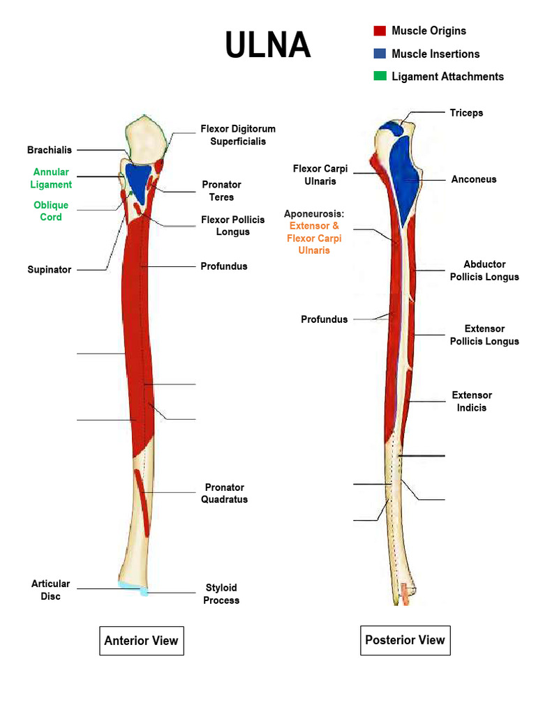 Ulna Muscles A3 | PDF