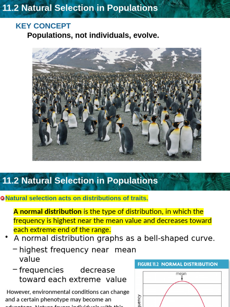 Natural Selection Paths in Populations | PDF | Natural Selection | Biology