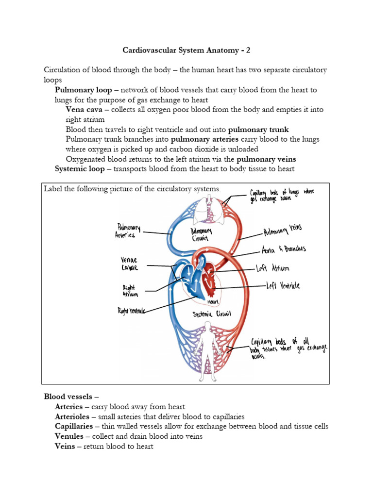 Cardiovascular System Anatomy LN 2 | PDF | Capillary | Circulatory System