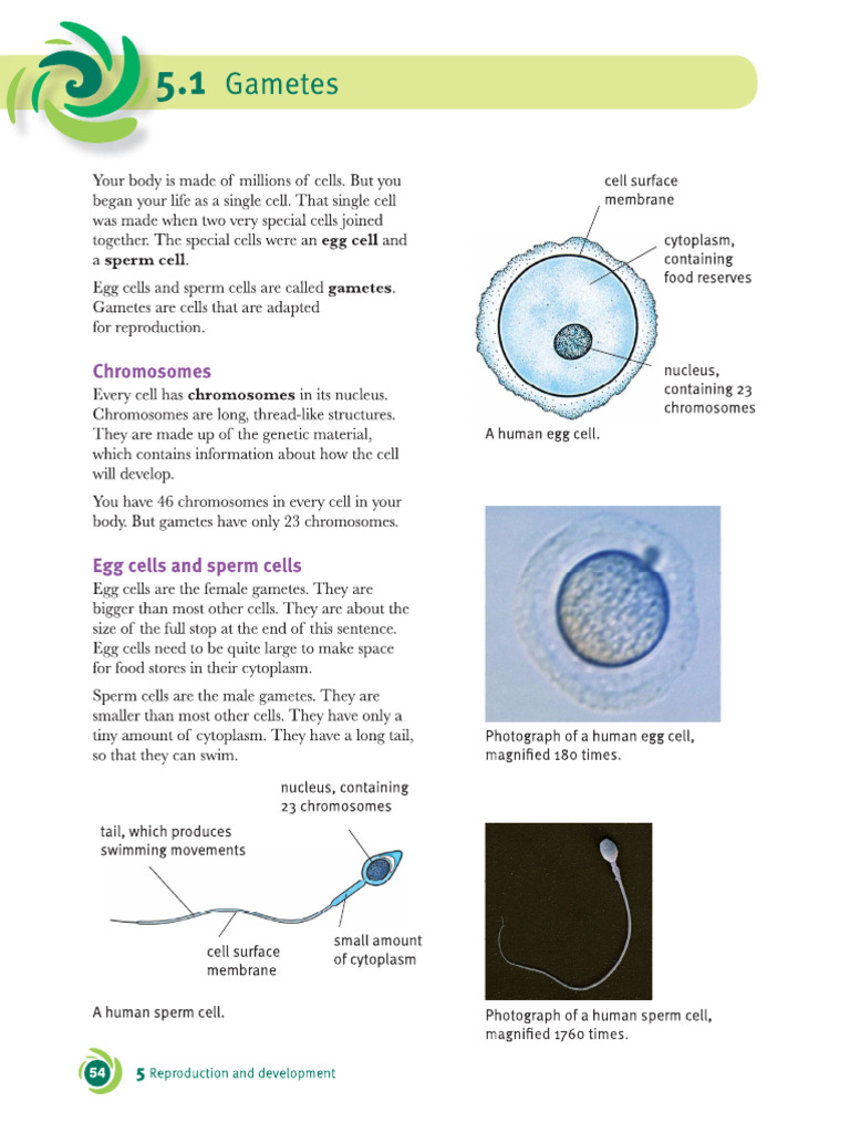 KS3 Y8 Science Chapter 5 Reproduction and Development | PDF