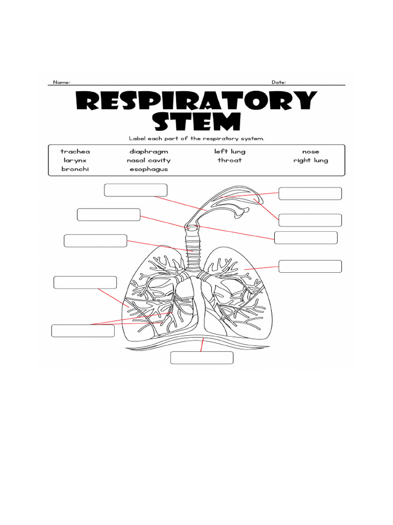 Respiratory System Worksheet With Word Bank 175141.Png | PDF