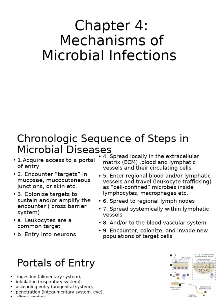 Microbial Infection Mechanisms Explained | PDF | Macrophage | Phagocyte