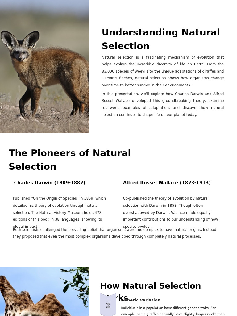 Natural Selection: Evolution Explained | PDF | Natural Selection ...
