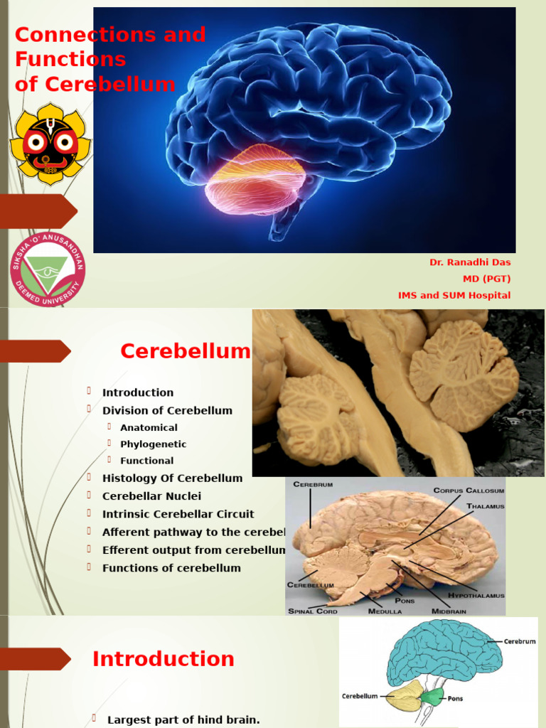 Cerebellum 170719111652 | PDF | Cerebellum | Neuroscience