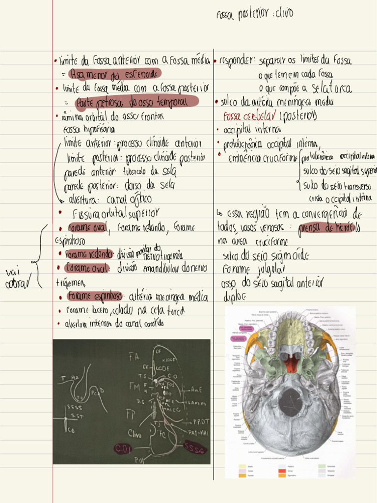 Anatomia Macro 5 | PDF