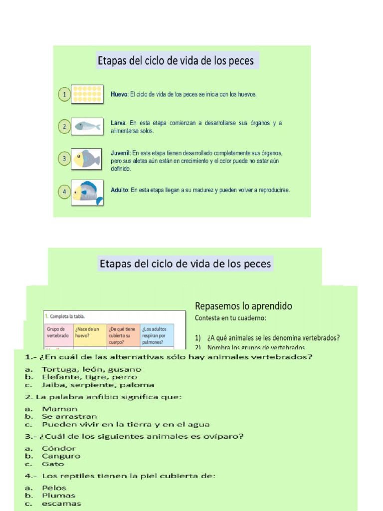 2 Basico Ciclos de Vida | PDF