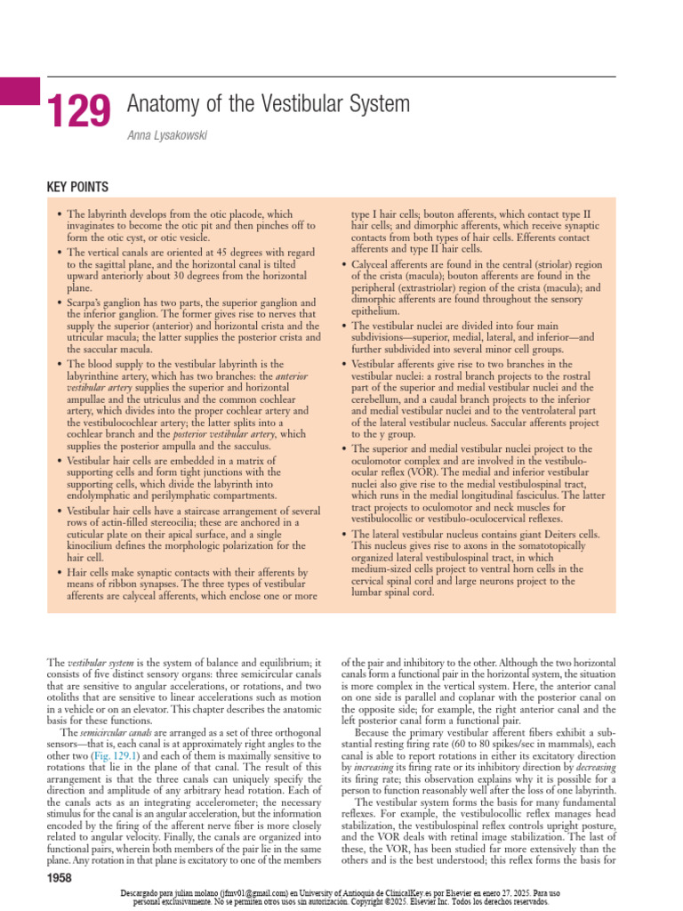 Anatomy of The Vestibular System | PDF | Vestibular System | Auditory ...