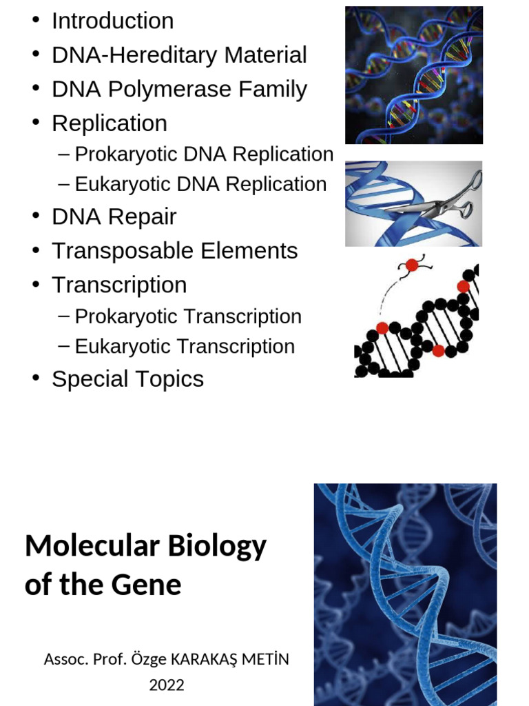 Molecular Biology: DNA Structure & Function | PDF | Dna | Base Pair