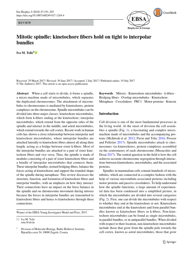 Kinetochore Fibers and Interpolar Bundles | PDF | Microtubule | Mitosis