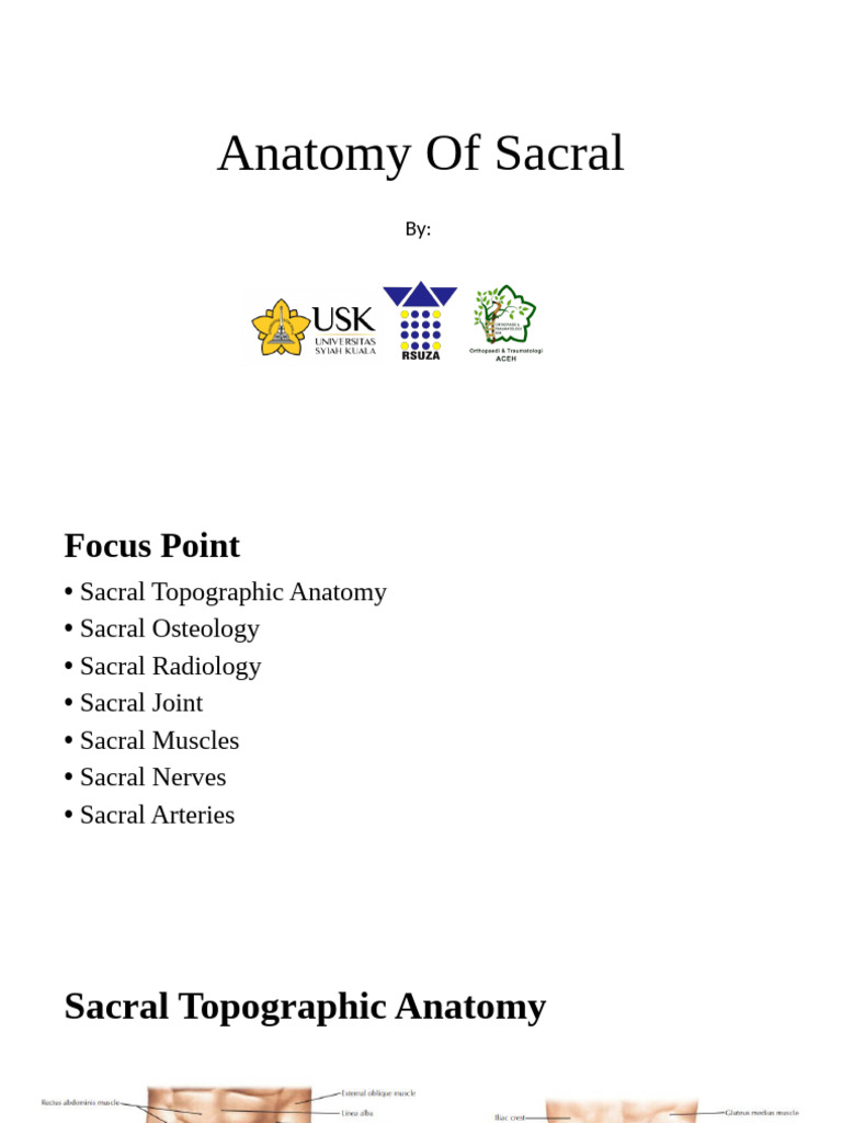 Anatomy of Sacral | PDF
