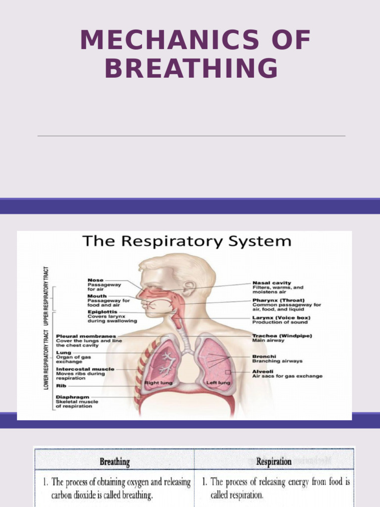 Mechanics of Breathing | PDF