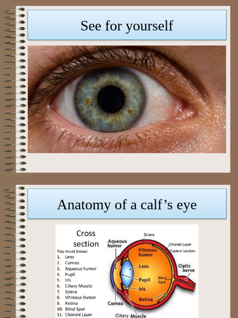 Calf Eye Dissection Instructions | PDF