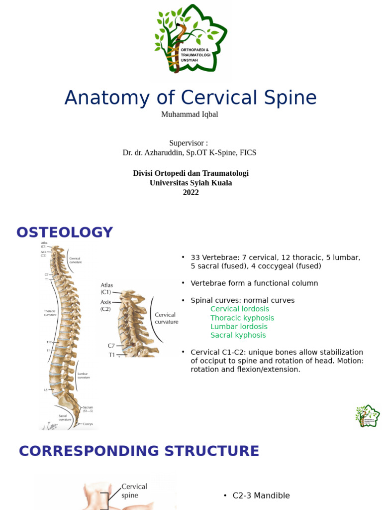Cervical Spine Anatomy Overview | PDF | Vertebra | Spinal Cord